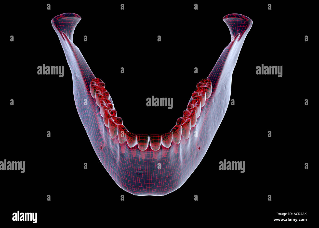 The jaw bone Stock Photo - Alamy