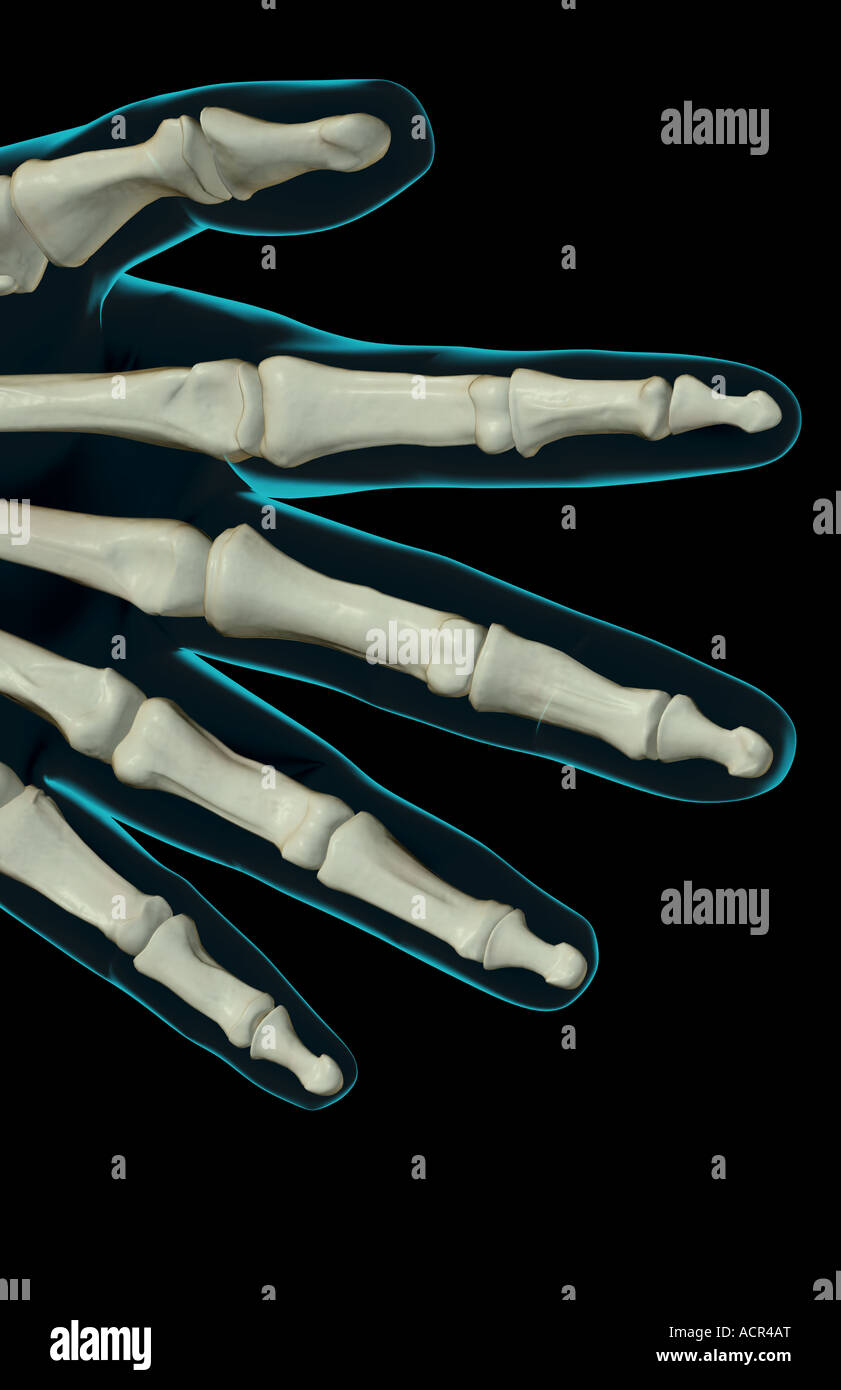The bones of the fingers Stock Photo - Alamy