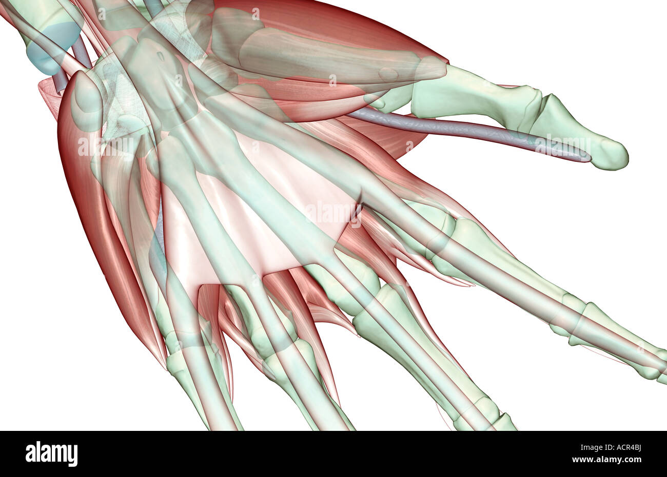 Palmar aponeurosis hi-res stock photography and images - Alamy
