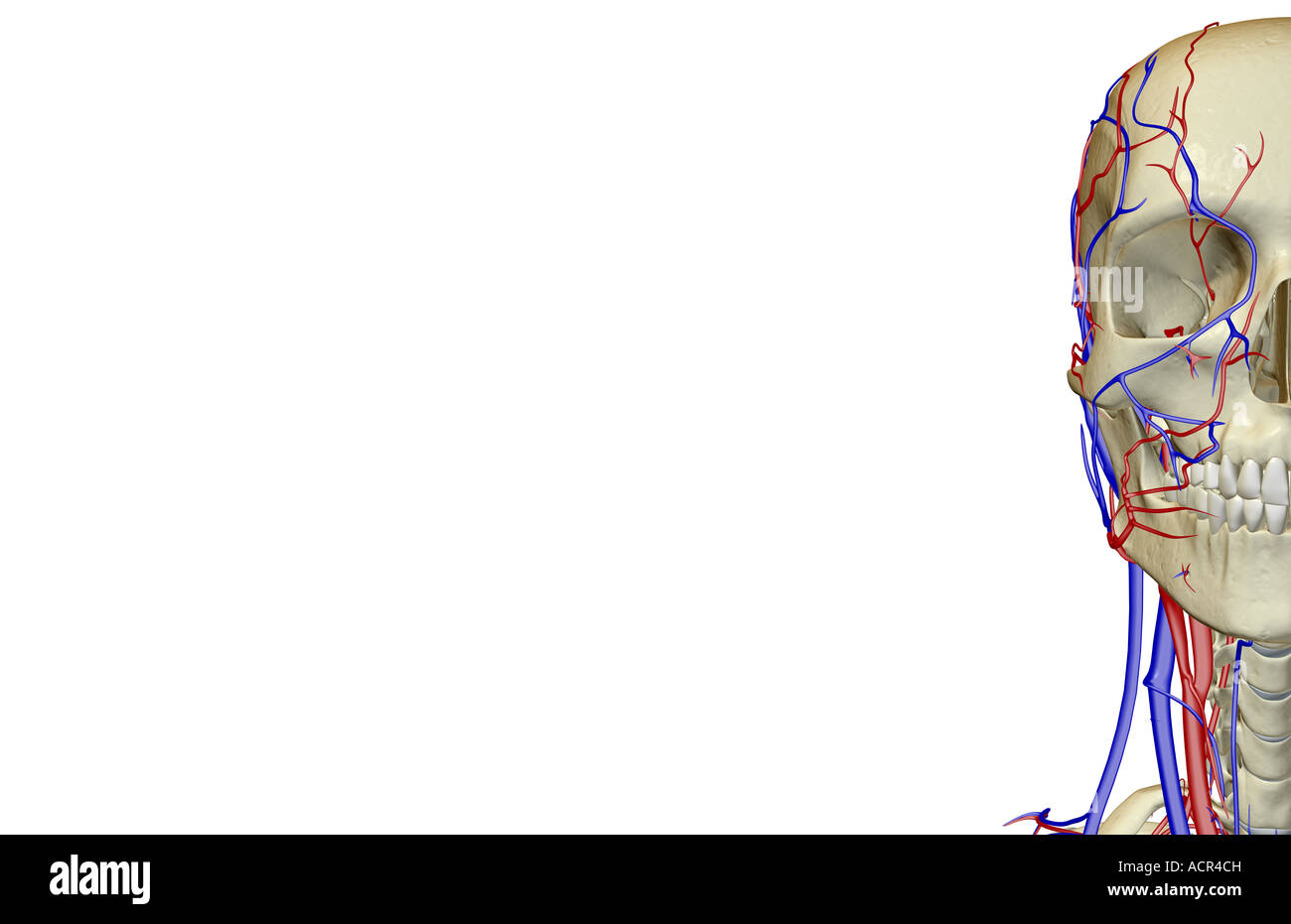 Blood supply of face hi-res stock photography and images - Alamy