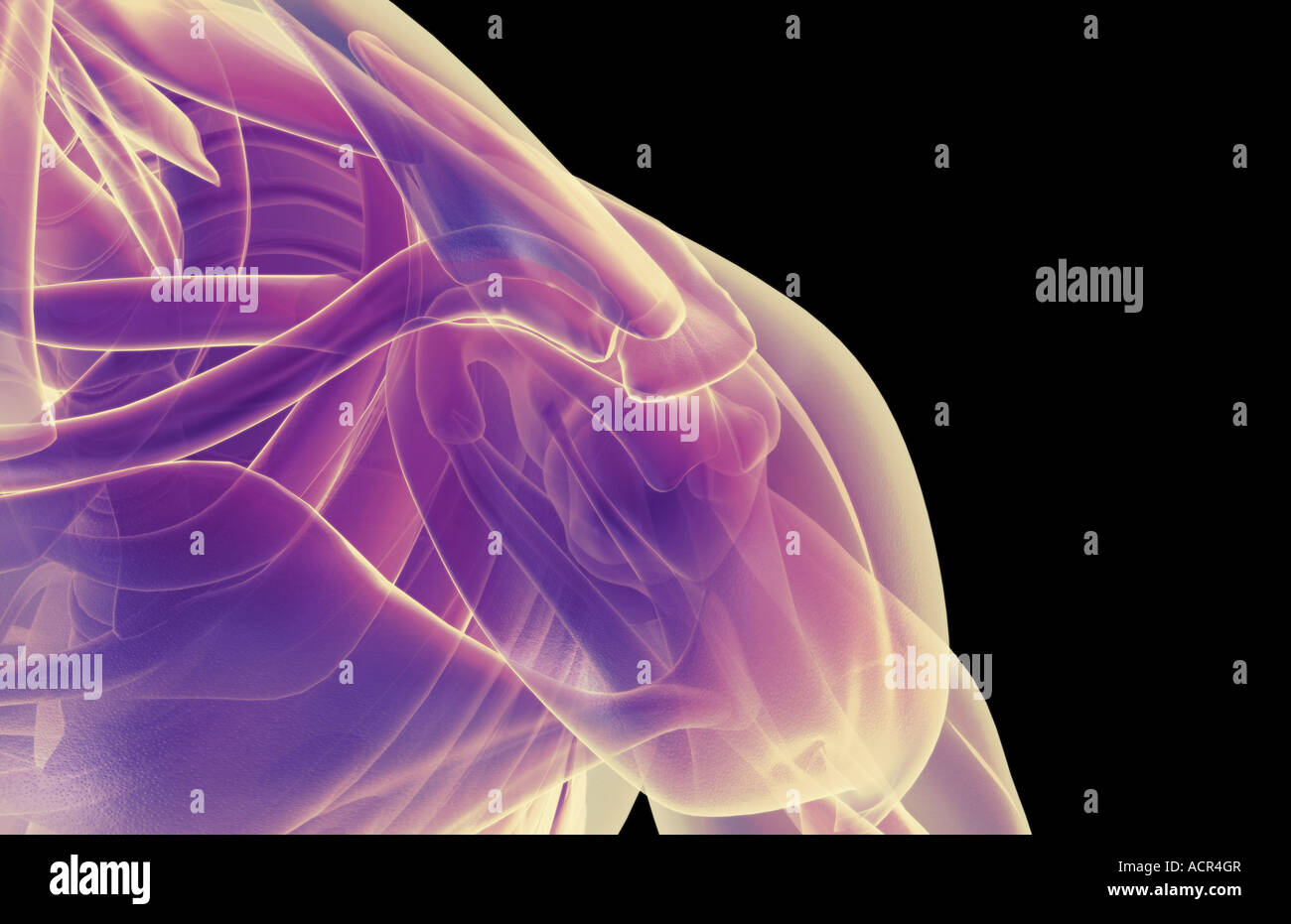 The muscles of the shoulder Stock Photo - Alamy