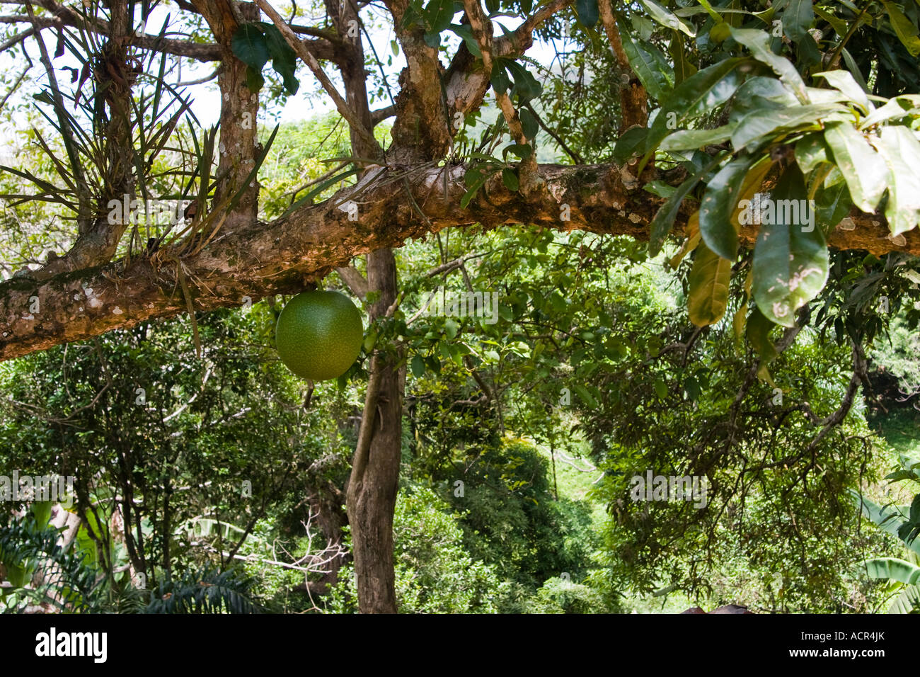 Crescentia cujete, Calabash tree, gourd tree Stock Photo - Alamy