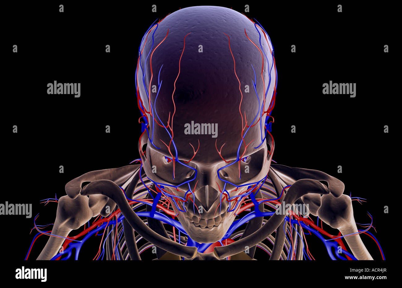 The blood supply of the head and face Stock Photo - Alamy