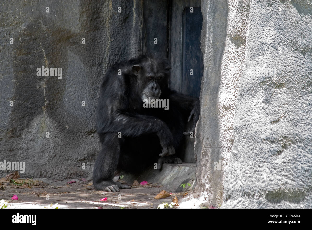 Human primate interactions hi-res stock photography and images - Alamy