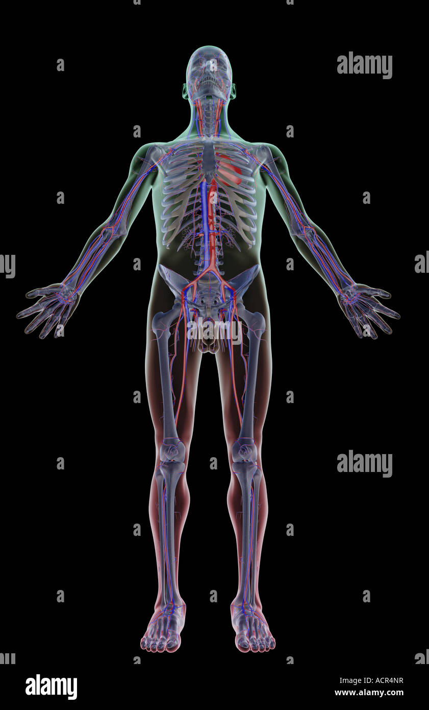 The vascular system Stock Photo - Alamy
