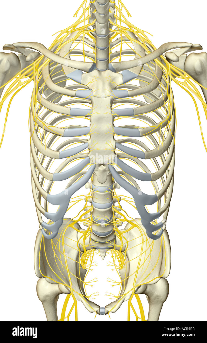 The nerves of the trunk Stock Photo - Alamy