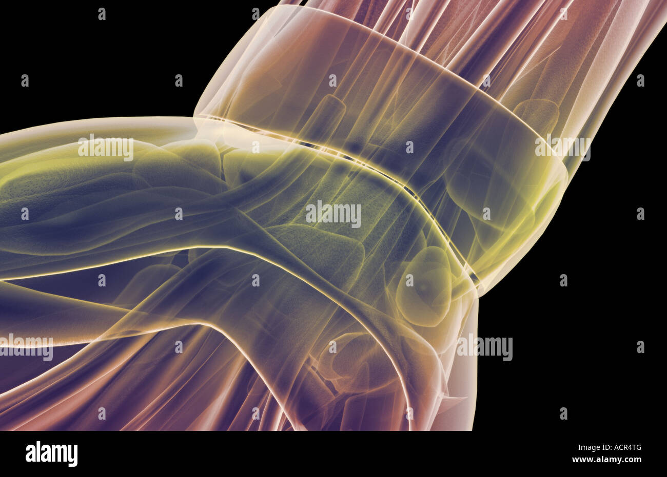 The muscles of the wrist Stock Photo - Alamy