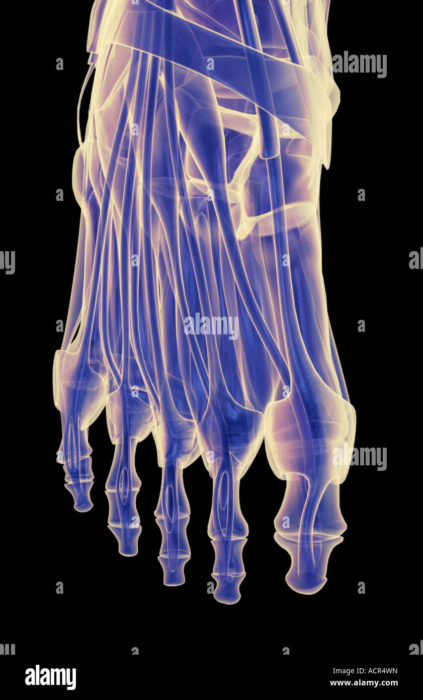 The muscles of the foot Stock Photo - Alamy