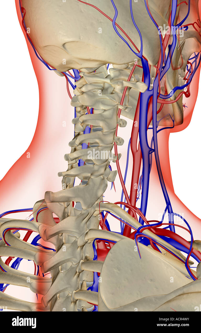 Jugular Veins Neck High Resolution Stock Photography and Images - Alamy