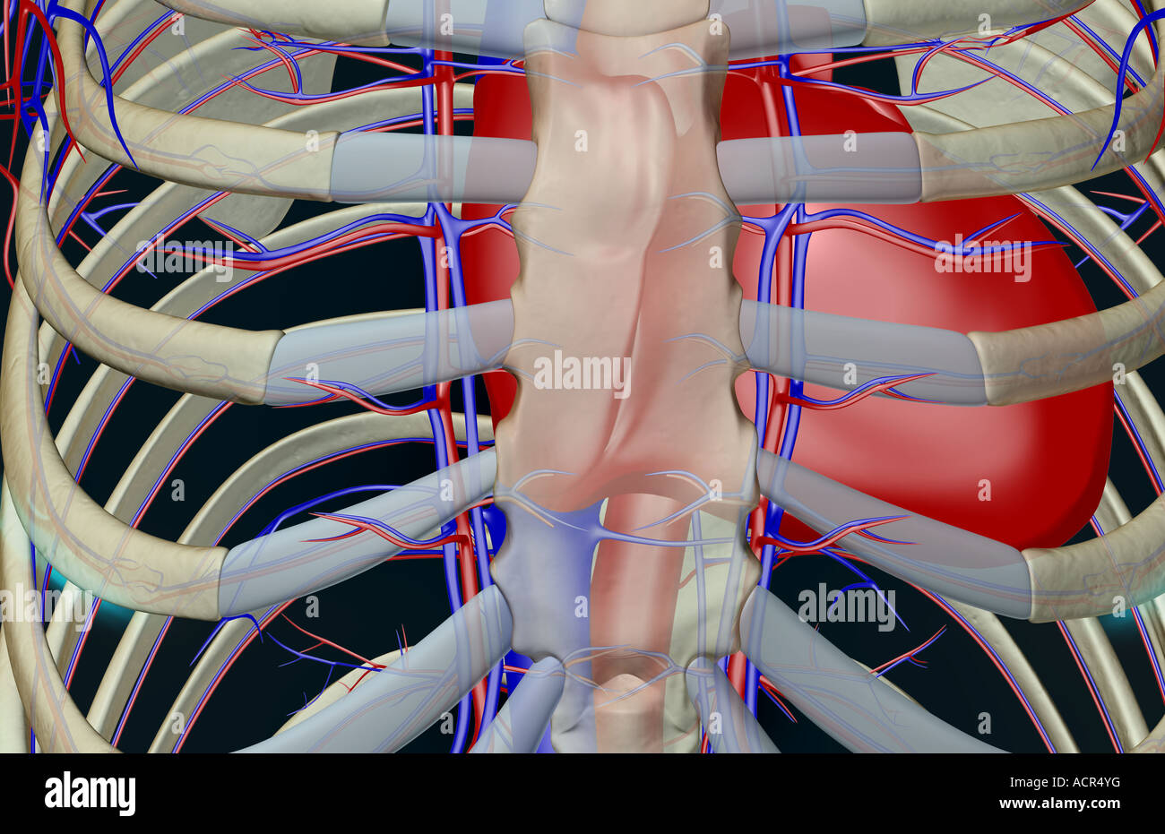 The blood supply of the thorax Stock Photo - Alamy