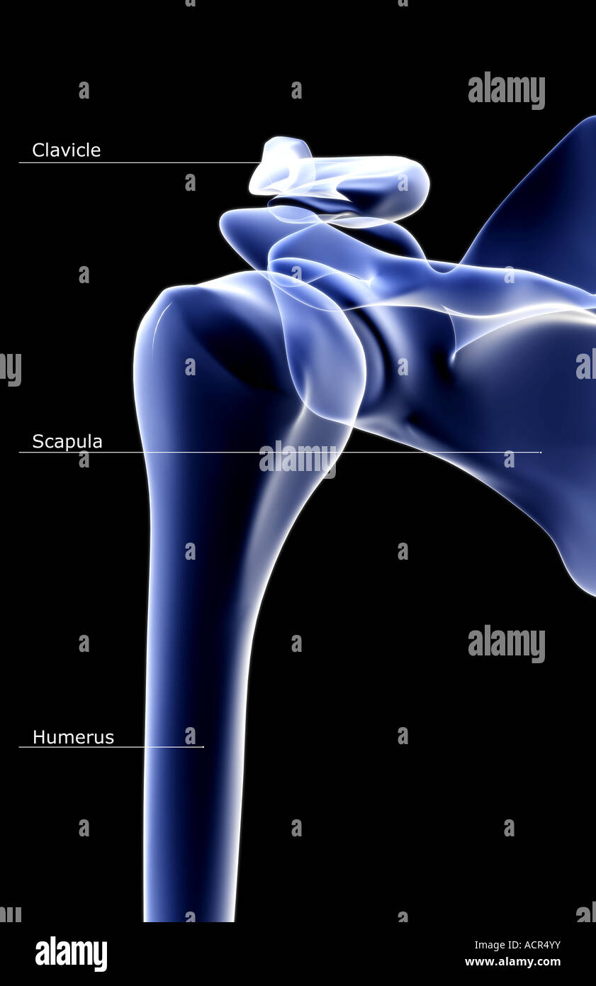 The bones of the shoulder Stock Photo - Alamy