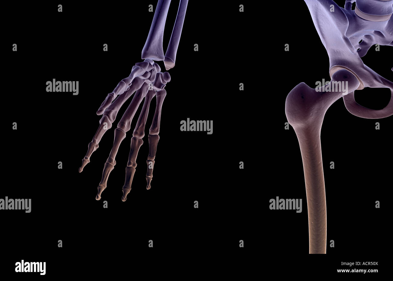 The bones of the hip Stock Photo - Alamy