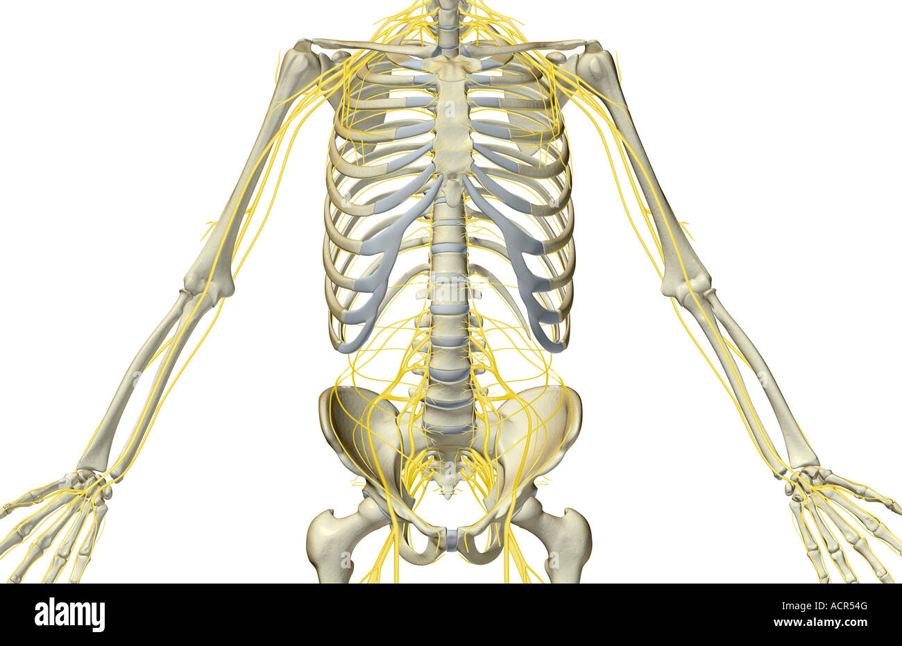 The nerves of the trunk Stock Photo - Alamy
