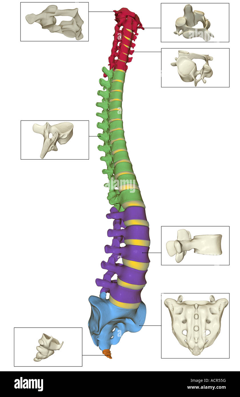The vertebral column Stock Photo - Alamy