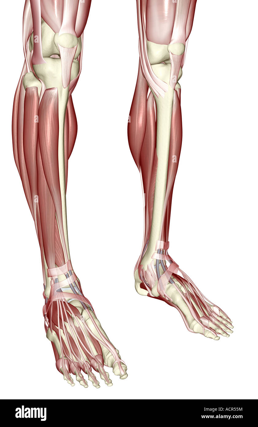 The muscles of the legs Stock Photo - Alamy