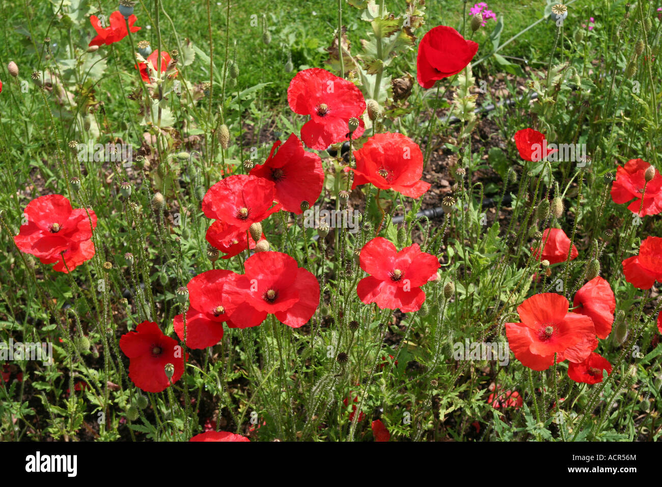 Annual red poppies Stock Photo - Alamy