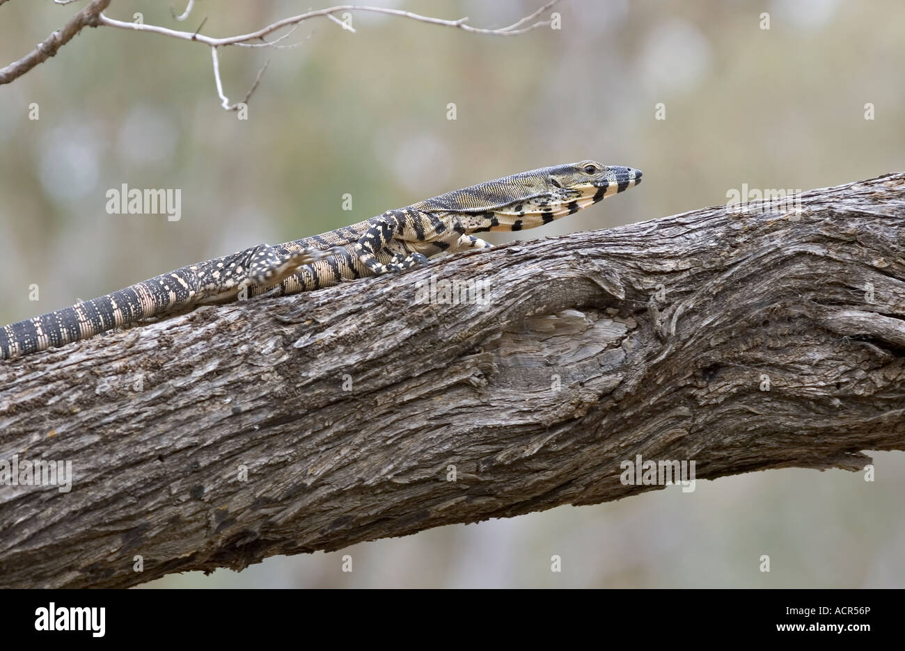 a sleek goanna lace monitor is walking along a tree branch Stock Photo ...