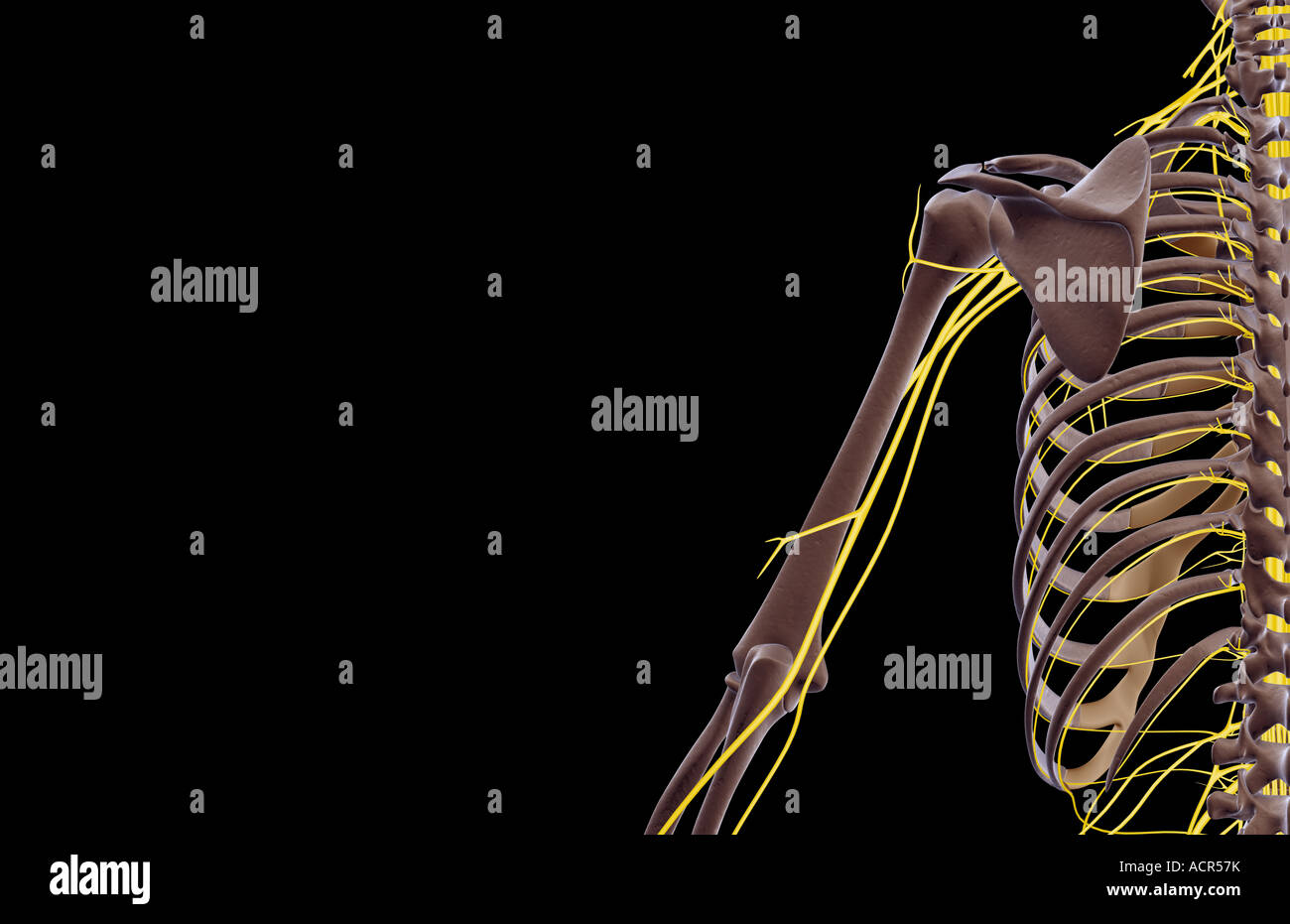Nerves arm hi-res stock photography and images - Alamy