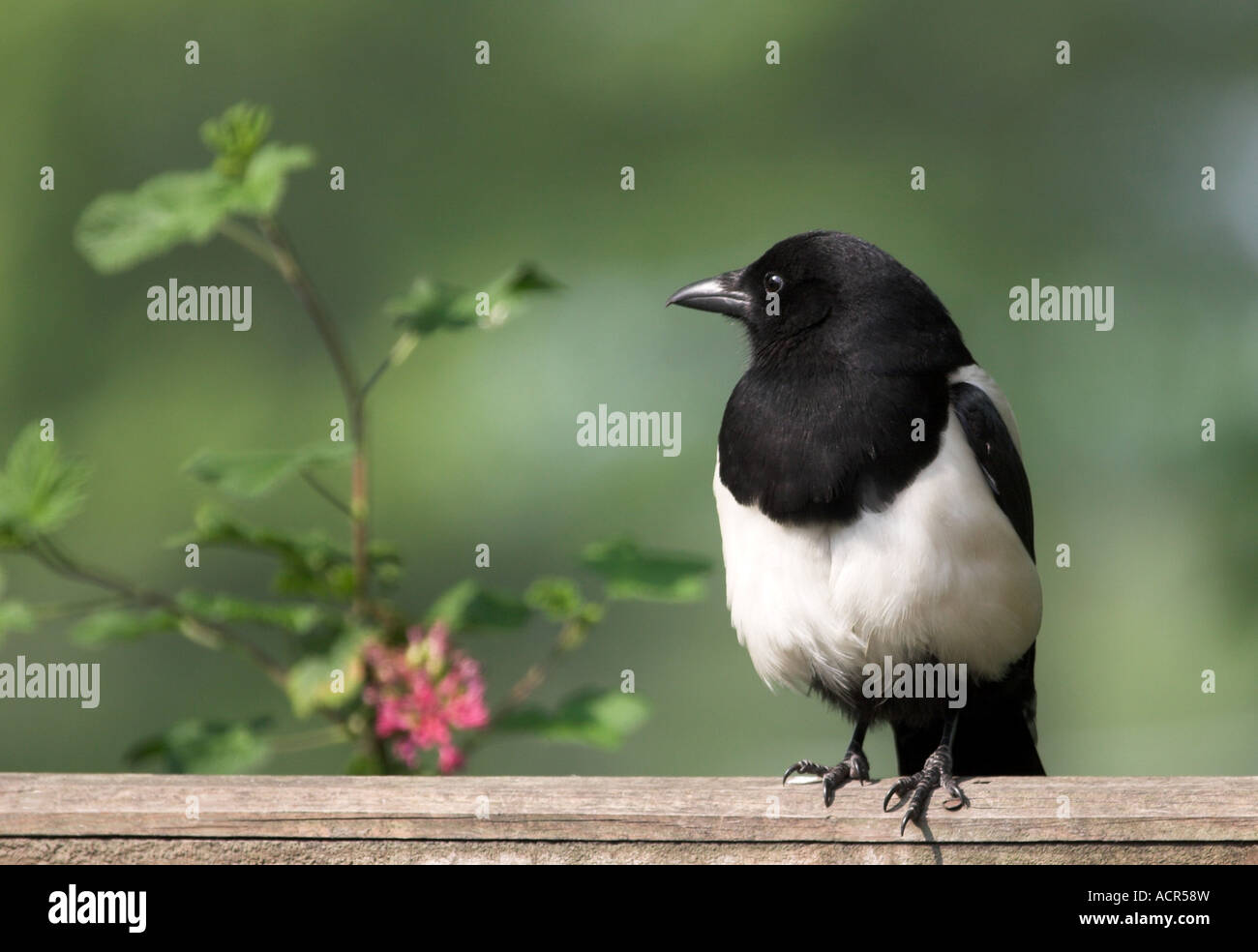 Magpie on fence post hi-res stock photography and images - Alamy