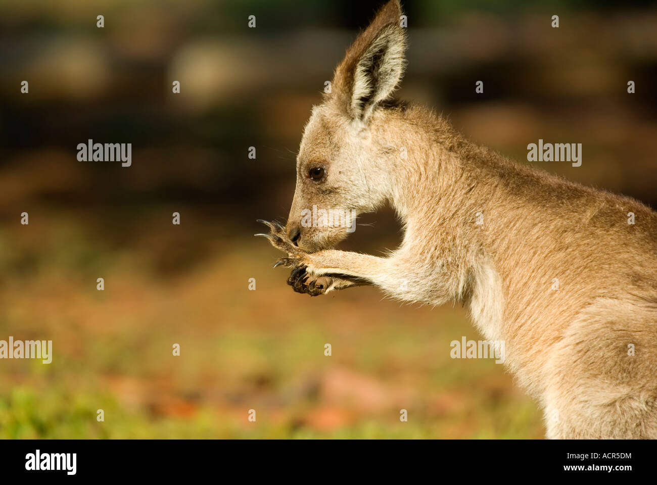 an image of an small eastern grey kangaroo in the wild Stock Photo - Alamy