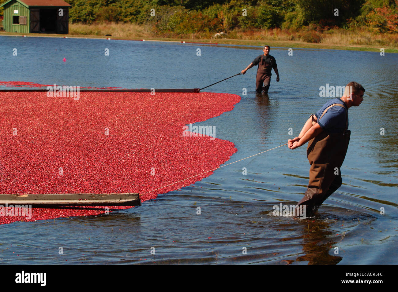 Carver Cranberry Stock Photos & Carver Cranberry Stock Images - Alamy