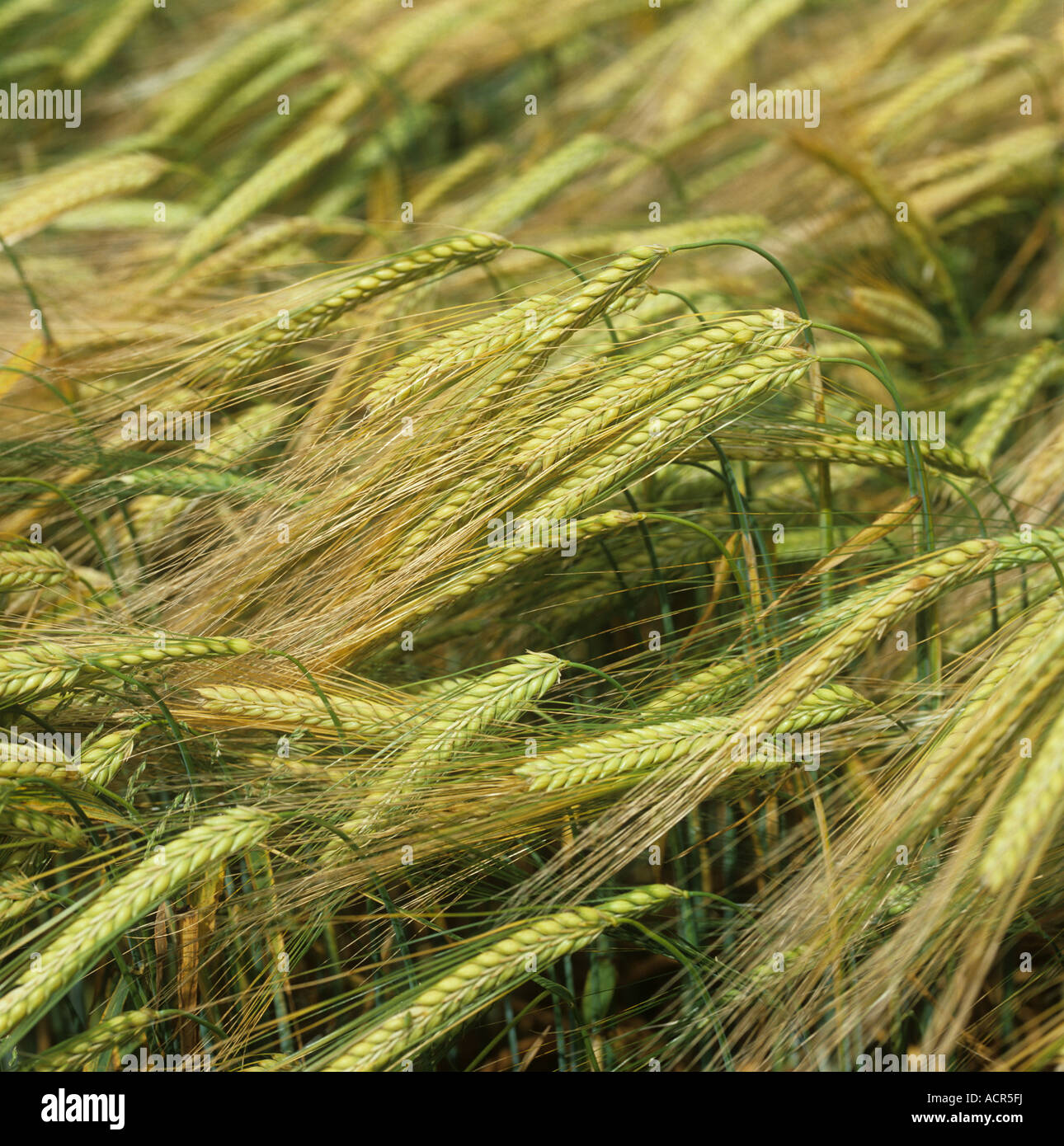 Looking over ripening ears of a two row barley crop Stock Photo - Alamy