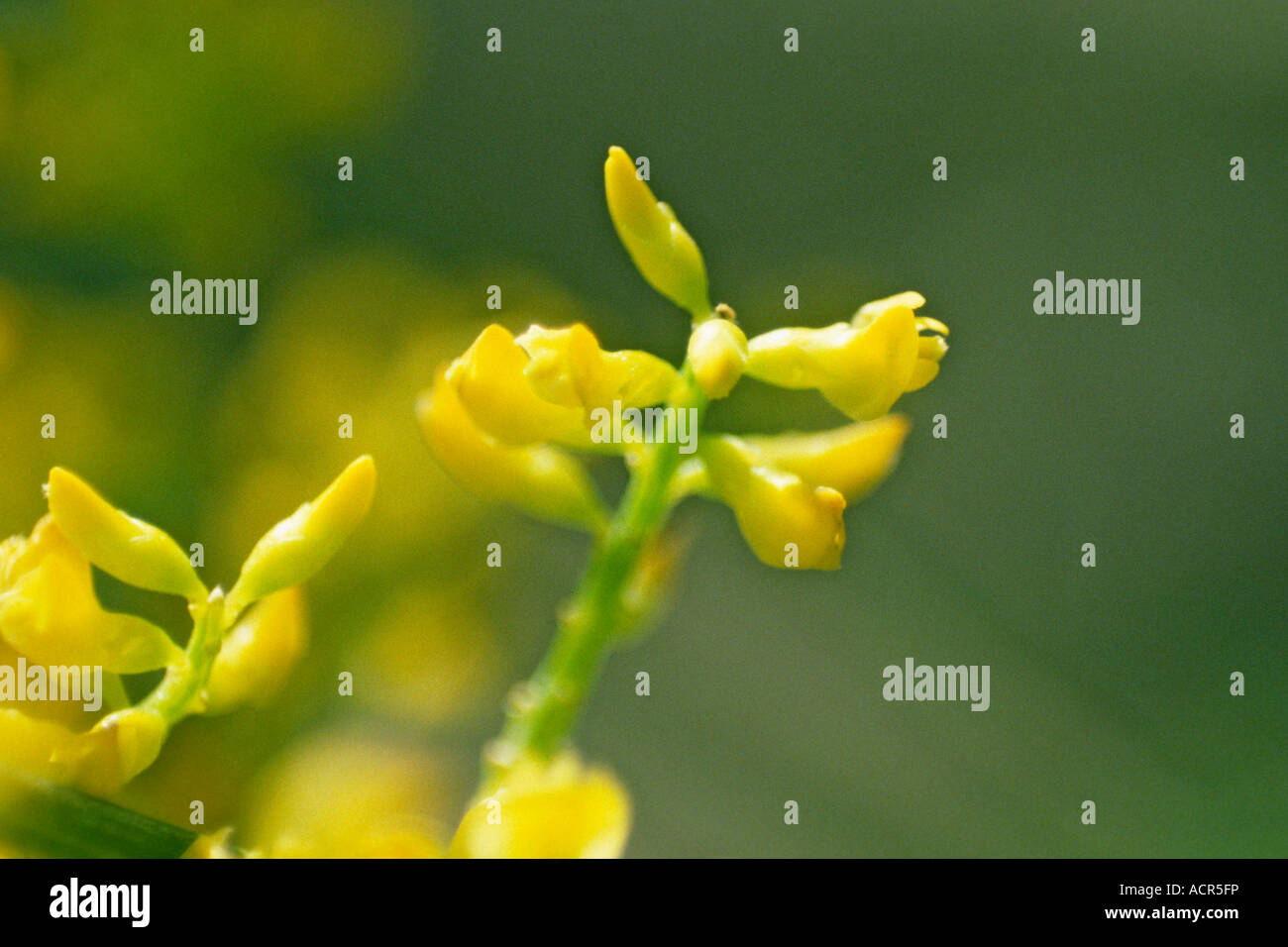 fabaceae faboideae chamaecytisus elongatus Stock Photo - Alamy