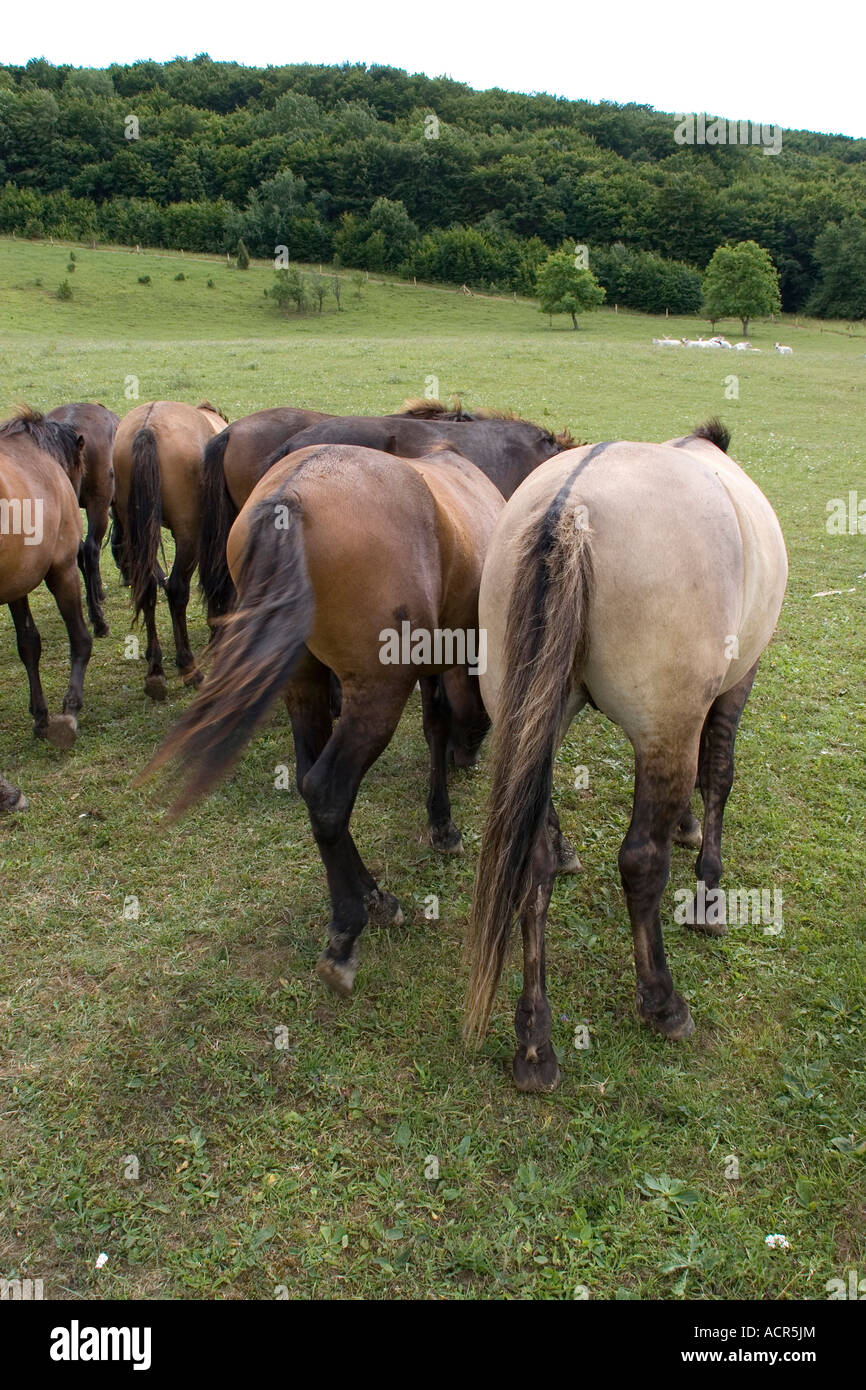 Hungarian Hucul Horses Stock Photo - Alamy