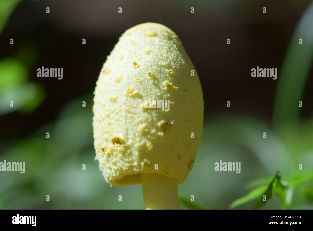 Mushroom bloom hi-res stock photography and images - Alamy