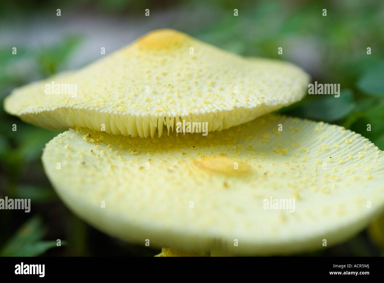 Pale yellow body hi-res stock photography and images - Alamy