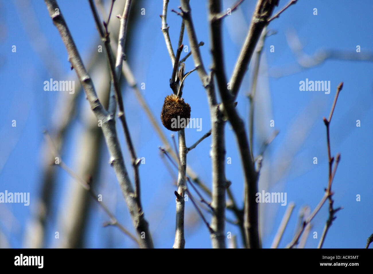 Sycamore Tree with No Leaves Stock Photo - Alamy