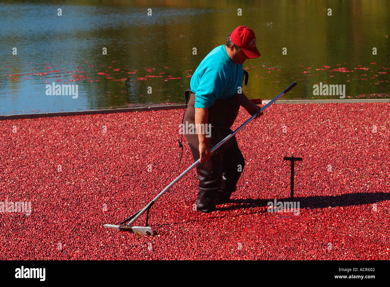 Carver cranberry hi-res stock photography and images - Alamy