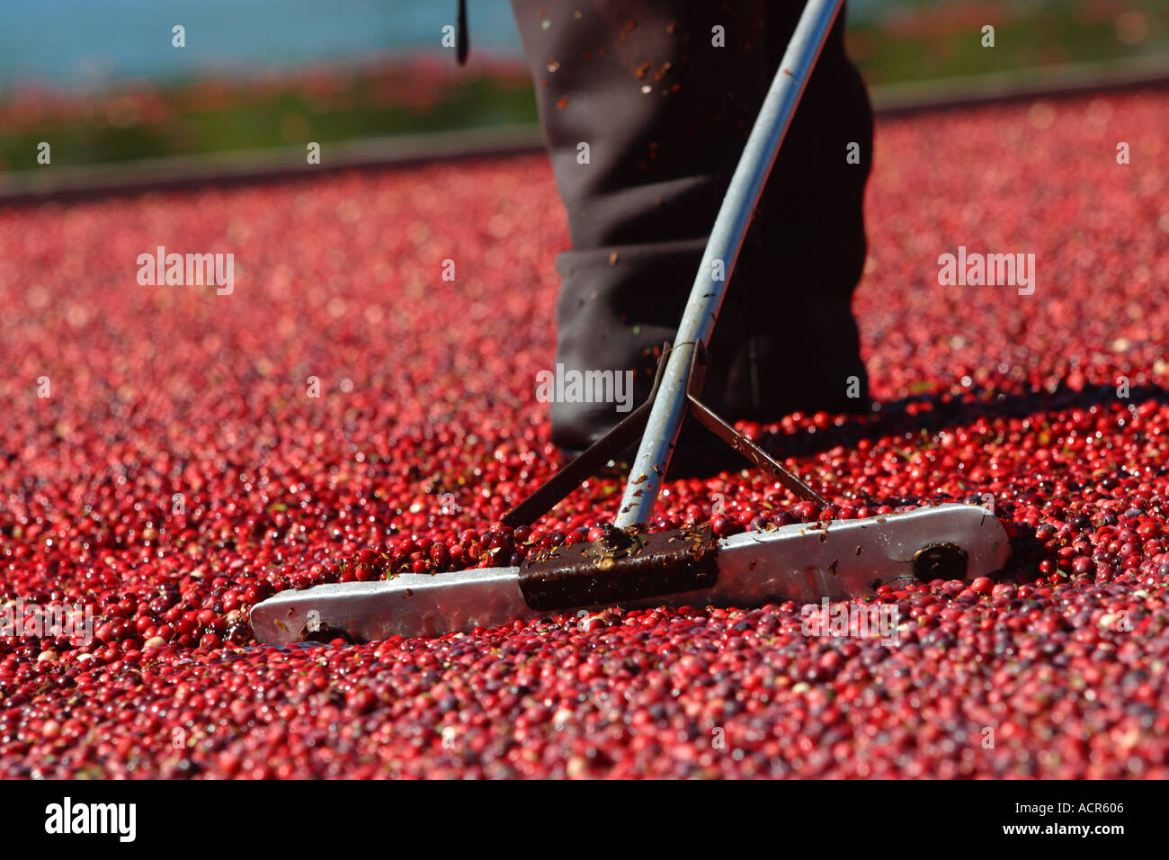 Carver Cranberry Stock Photos & Carver Cranberry Stock Images - Alamy