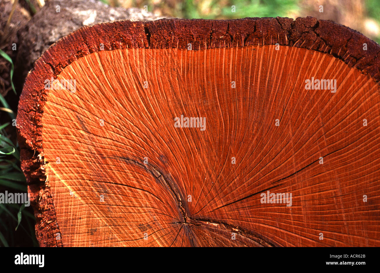 A red cross section of a tree revealing a distinct pattern of ...