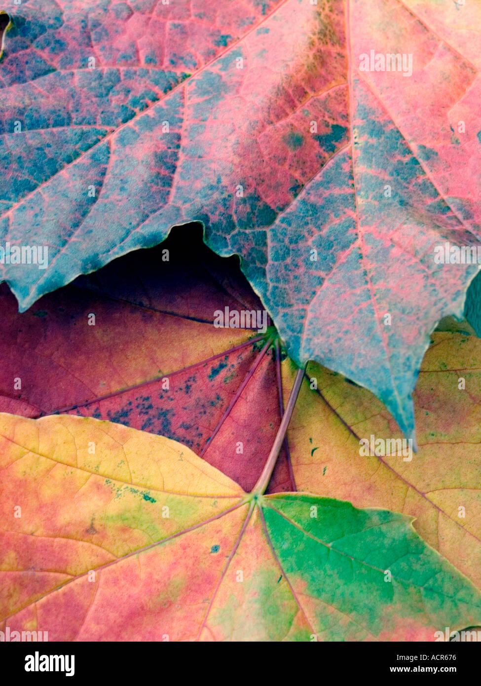 Group of fallen leaves hi-res stock photography and images - Alamy