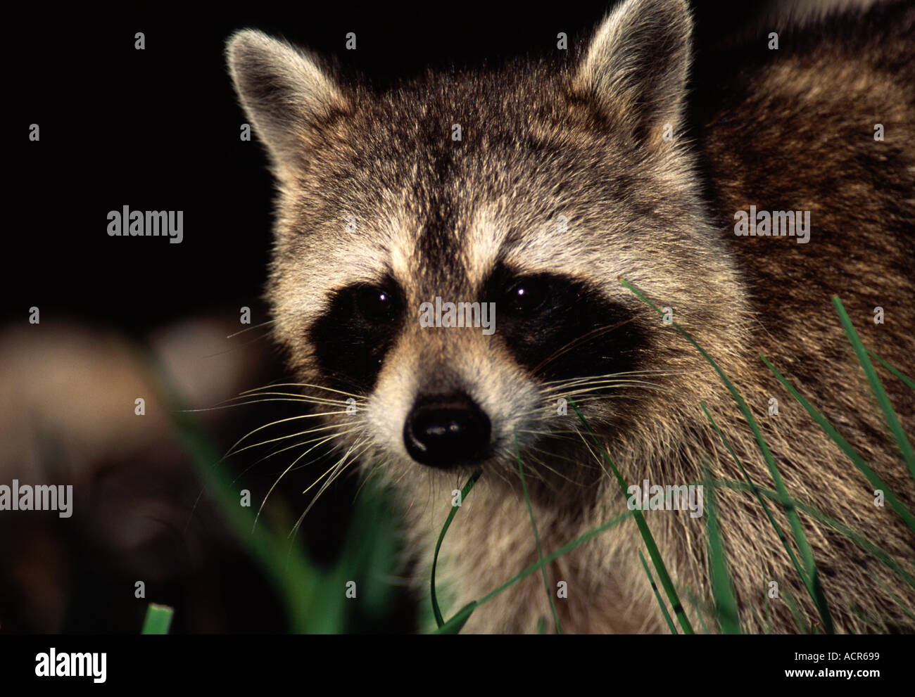 Raccoon swamp hi-res stock photography and images - Alamy
