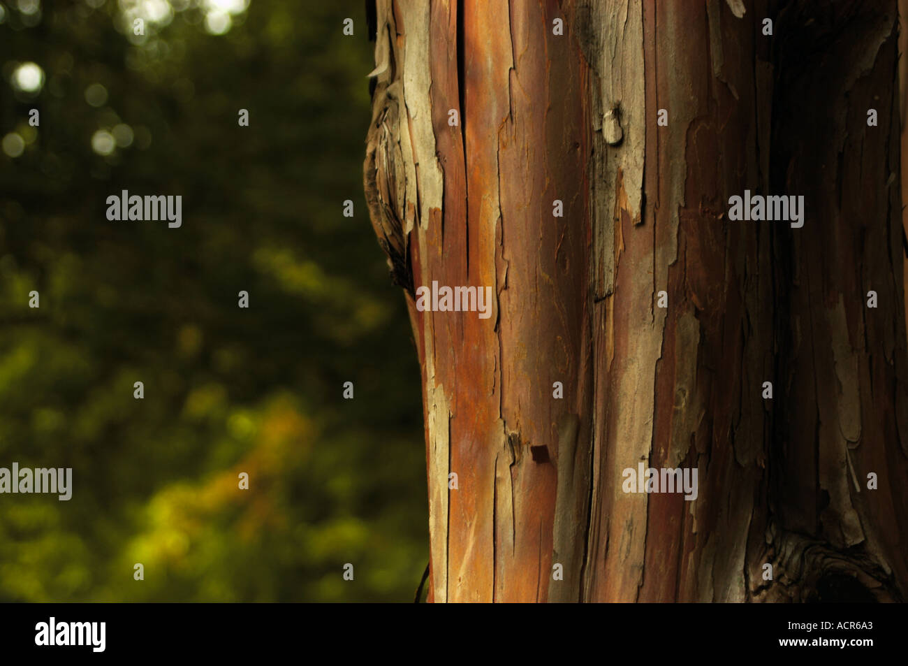 Red Asian Tree Bark Stock Photo - Alamy