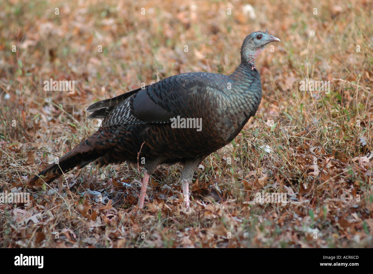 Wild turkey new york hi-res stock photography and images - Alamy