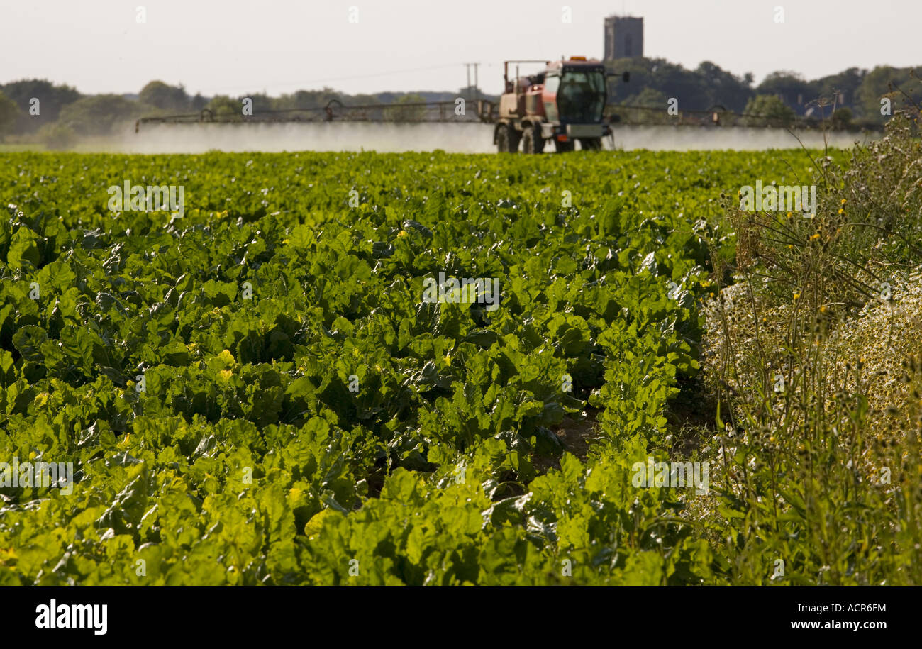 Spraying Sugarbeet Norfolk July Stock Photo - Alamy
