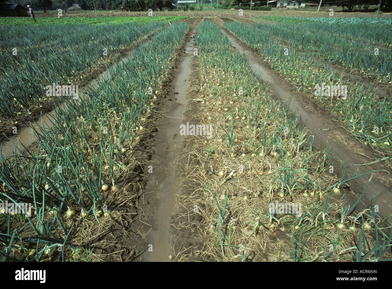 Onion crop severely damaged by bacterial blight Xanthomonas campestris ...