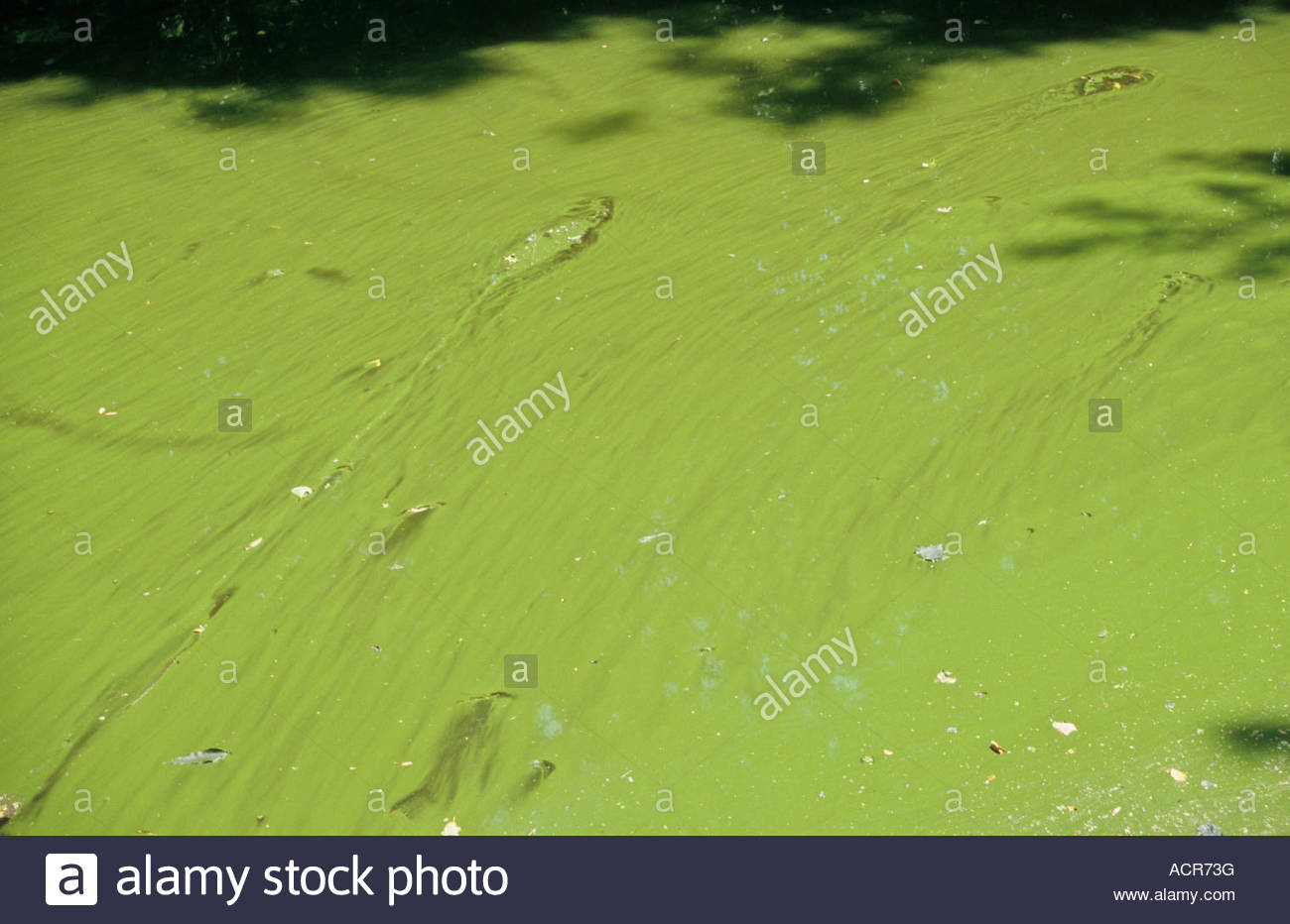 Algae High Resolution Stock Photography and Images - Alamy