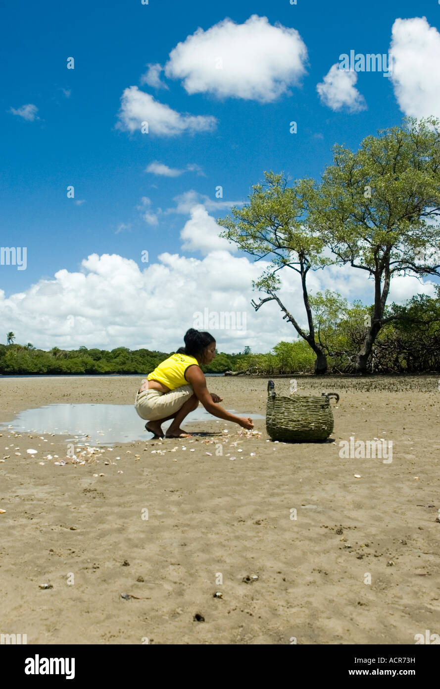 Collecting sea-shells, Barra dos Carvalhos, Bahia, Brazil Stock Photo ...