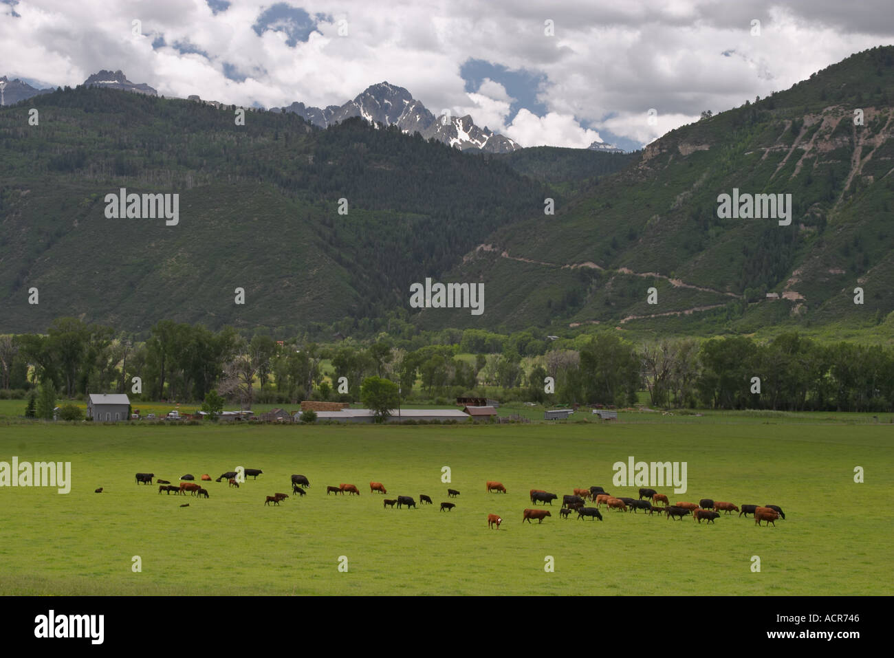 Cow grazing on farm outside of Ouray Colorado Mountain peak in ...
