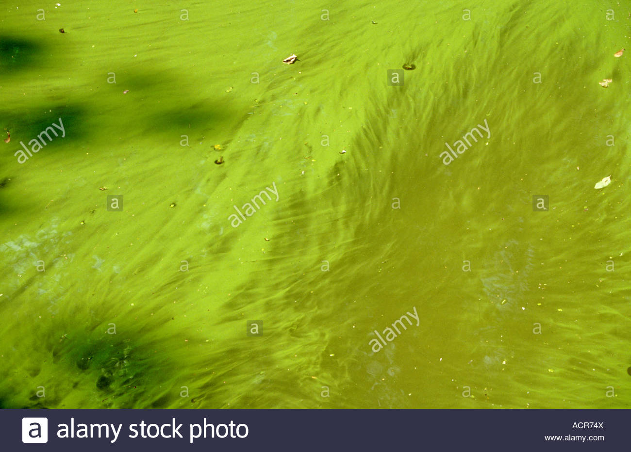 Cyano Bacteria High Resolution Stock Photography and Images - Alamy