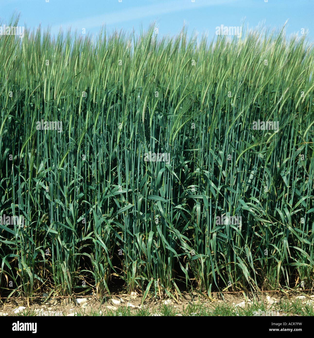 Side face of good barley crop in green ear on a fine summer day Stock ...
