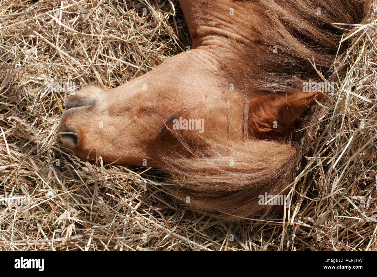 Overhead view of the head of a pony sleeping on straw Stock Photo - Alamy