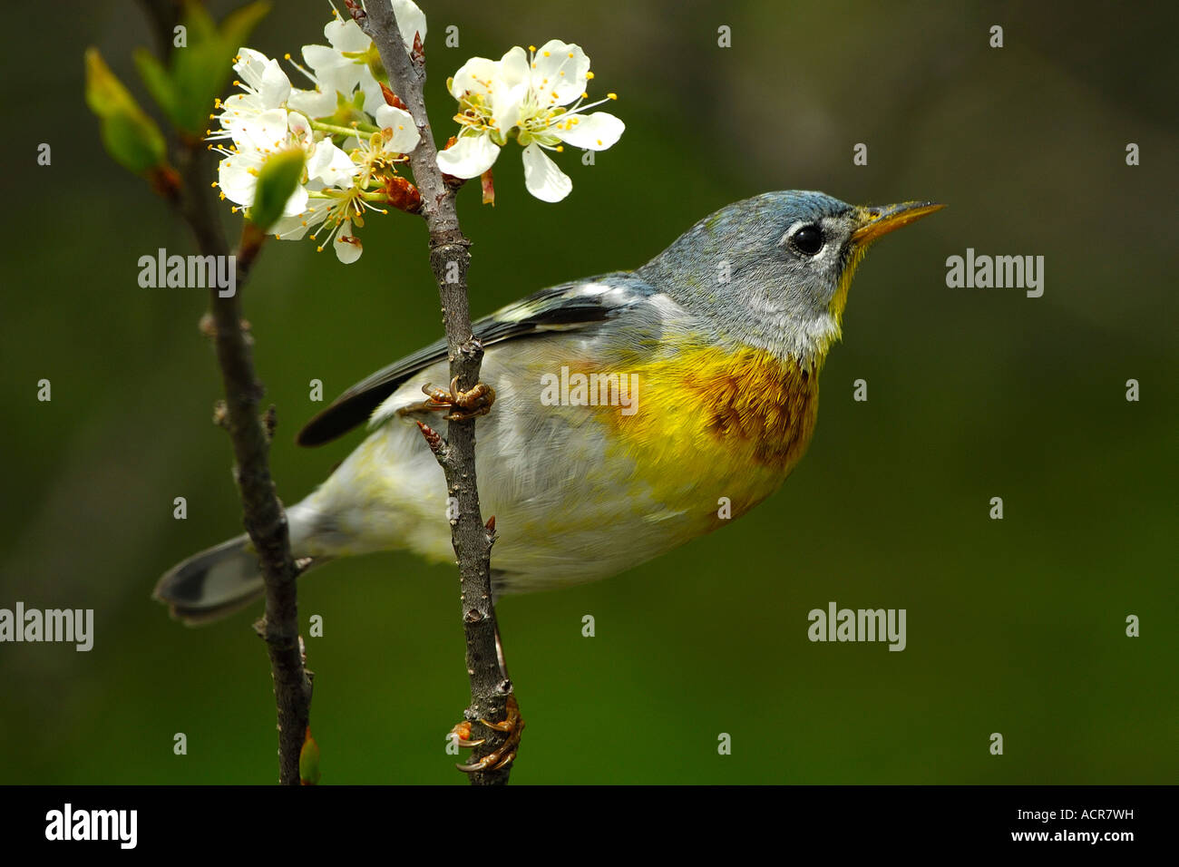 Northern Parulas High Resolution Stock Photography and Images - Alamy