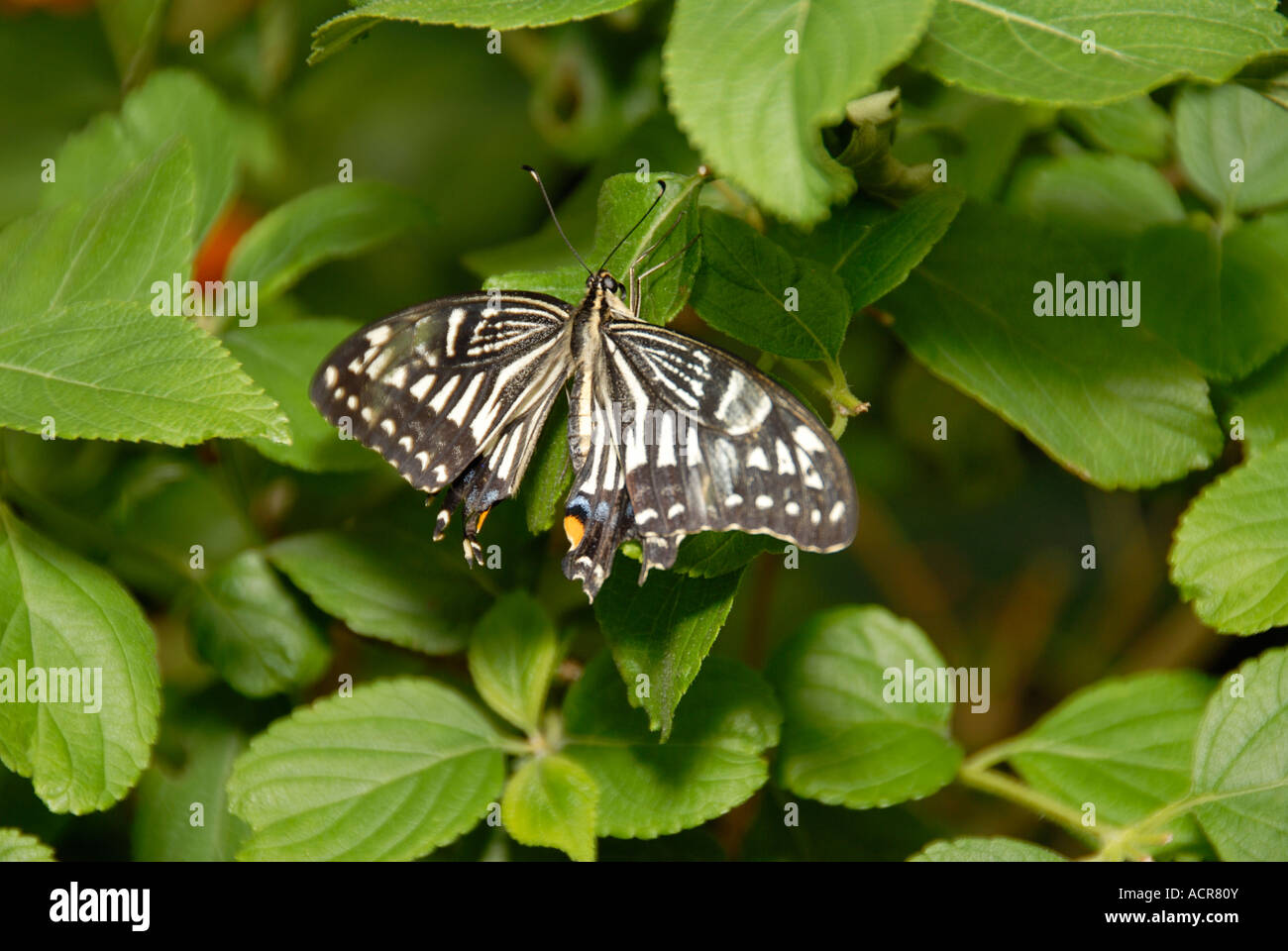 Zebra Swallowtail Butterfly Stock Photo - Alamy