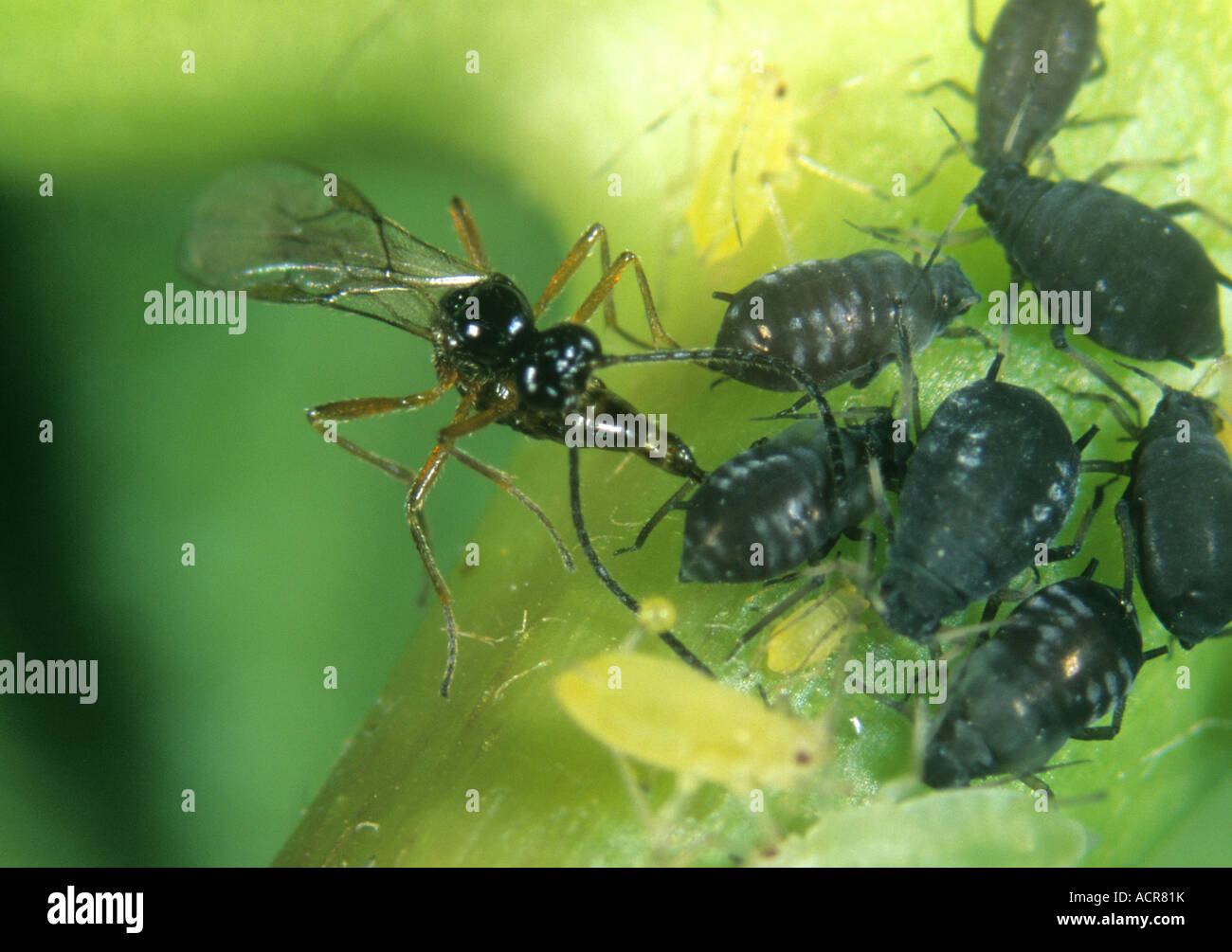 Parasitoid wasp Aphidius ervi ovipositing in black bean aphid host ...