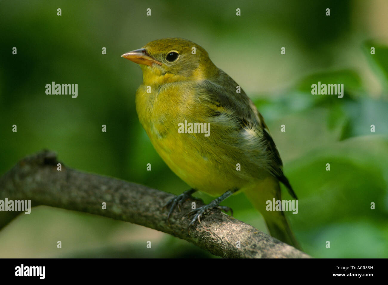 Female western tanager (Piranga ludoviciana), portrait Stock Photo - Alamy